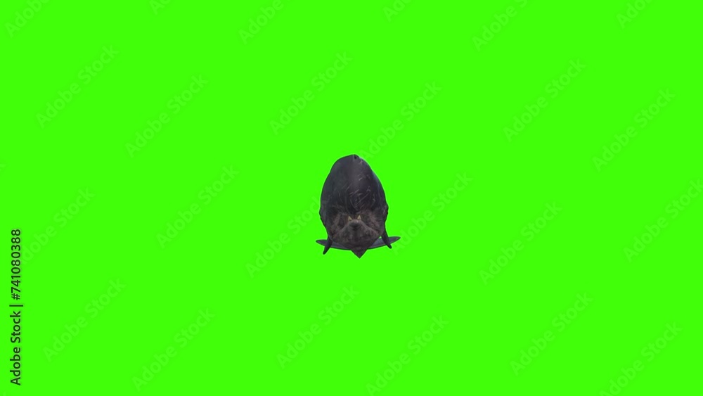 3D Whale assault, attack front view Animation on Green Screen, 4k Sperm ...