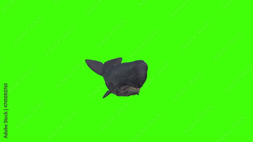 Vídeo do Stock: 3d Giant Sperm Whale Swim front view Animation on Green ...