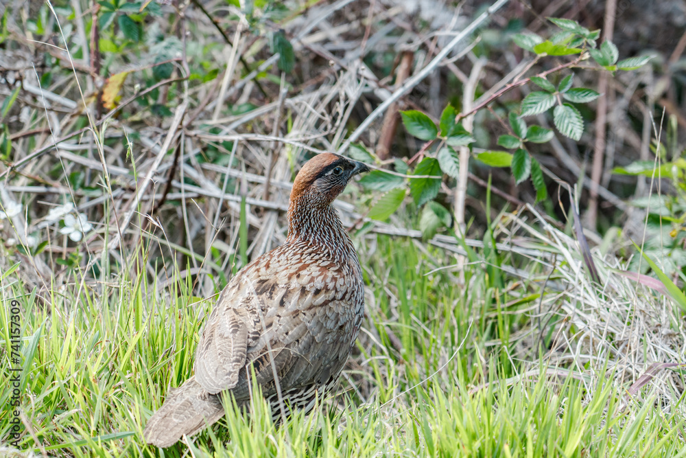Erckel's spurfowl (Pternistis erckelii), also known as Erckel's ...