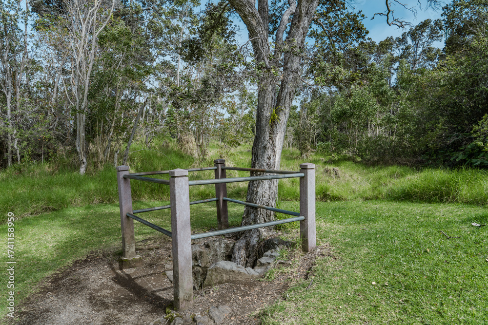 Metrosideros polymorpha, the ʻōhiʻa lehua, is a species of flowering ...