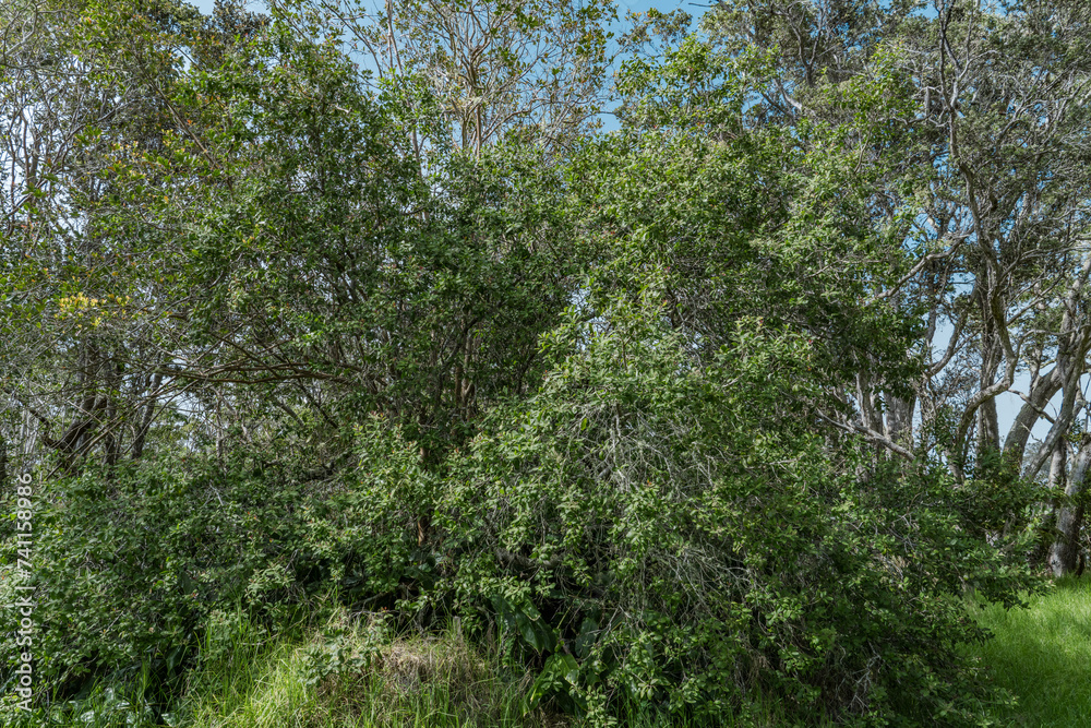Santalum paniculatum, ʻIliahi in Hawaiian. Royal Hawaiian Sandalwood ...