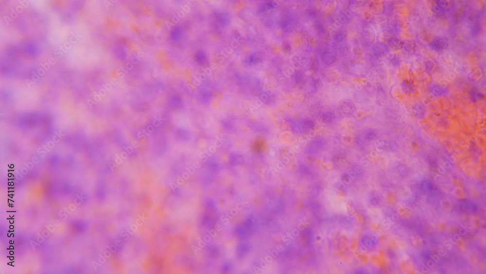 Vidéo Stock Spleen Red pulp. 1000x times magnification. Lymphoid organ ...