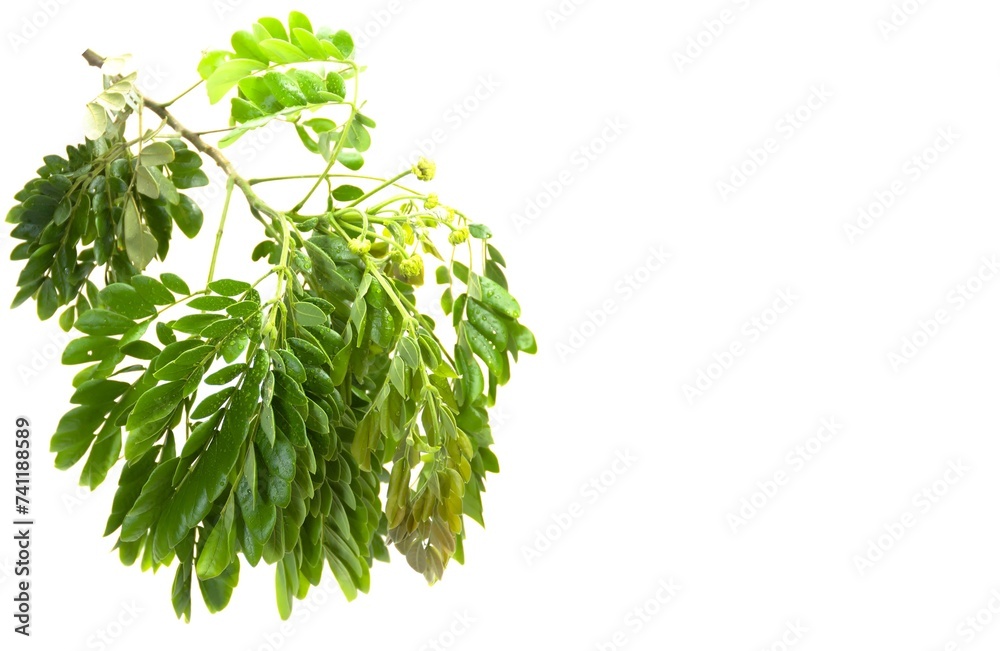 Samanea Saman leaves and flower with pink color. Rain tree which is a ...