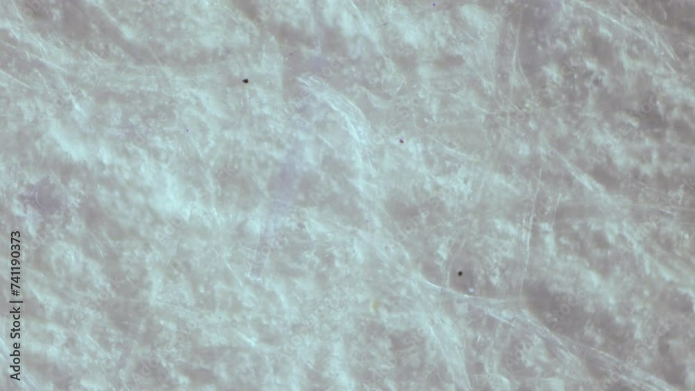 Bleached cellulose under the microscope. Raw material for the ...