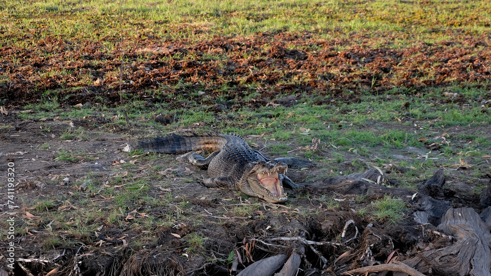 Large crocodile laying on land with mouth wide open showing sharp teeth ...
