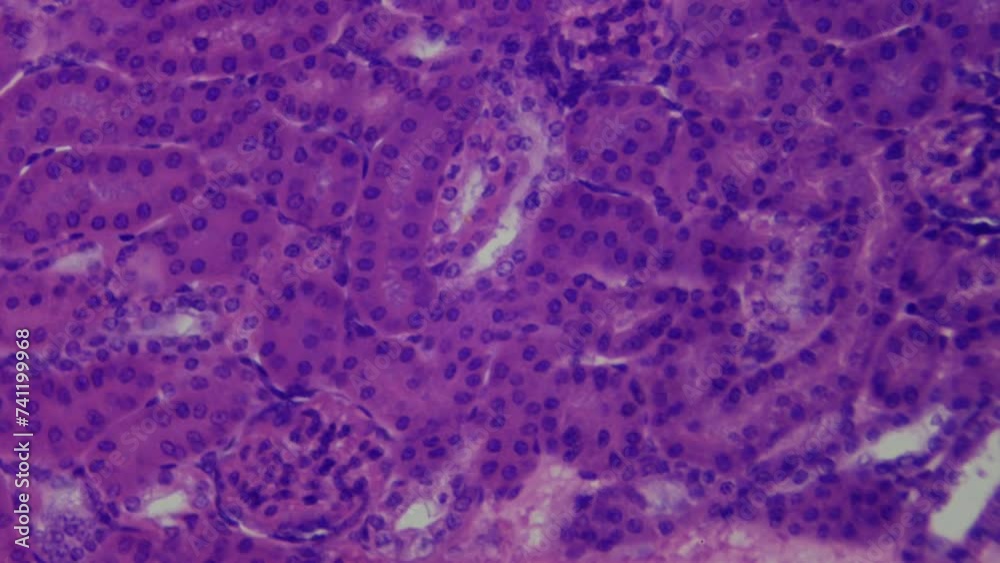 Vital organ. Kidney under the microscope, longitudinal section ...