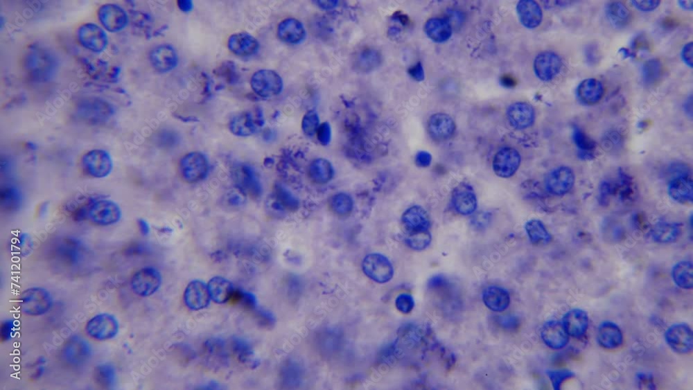 The liver under the microscope. Vitamin metabolism and neutralization ...