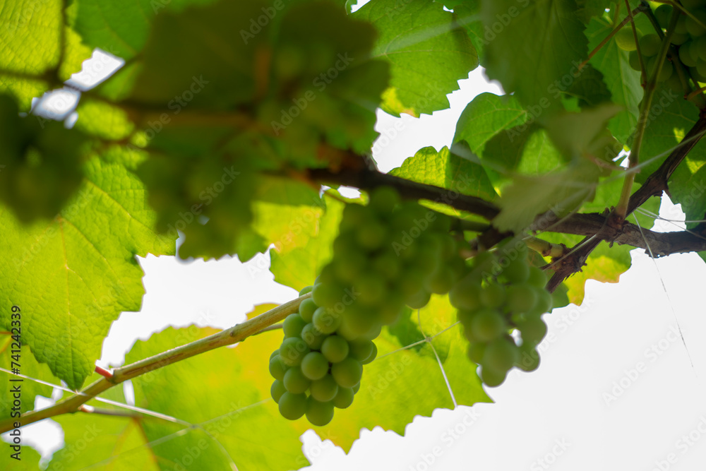 overwhelming proportion of grape varieties grown for fresh fruit ...