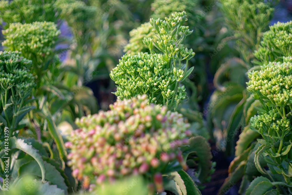 The mature Kalanchoe pinnata can be up to 1 meter tall. Kalanchoe ...