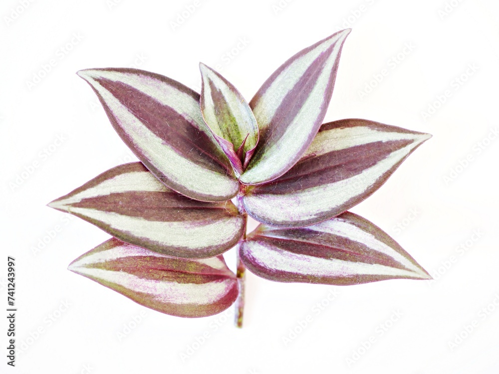 Foliage purple Zebra plant isolated on white background ,Wandering Jew ...