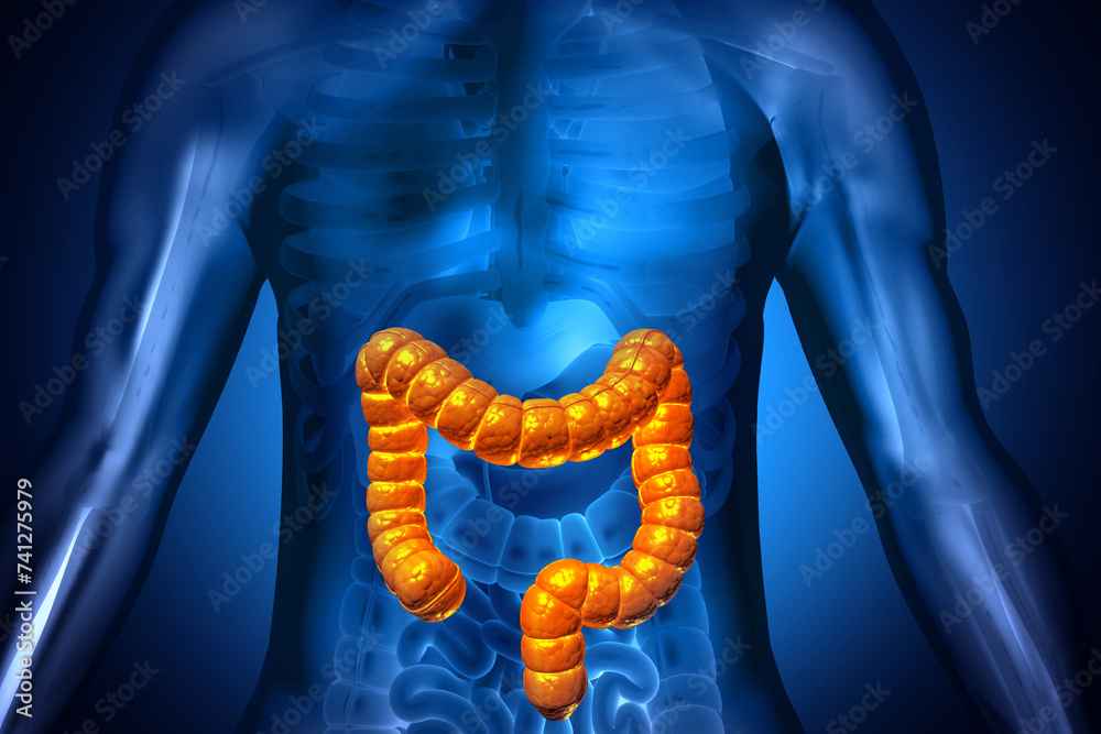 Anatomy of human colon, digestive system, Abdominal arteries system. 3d ...