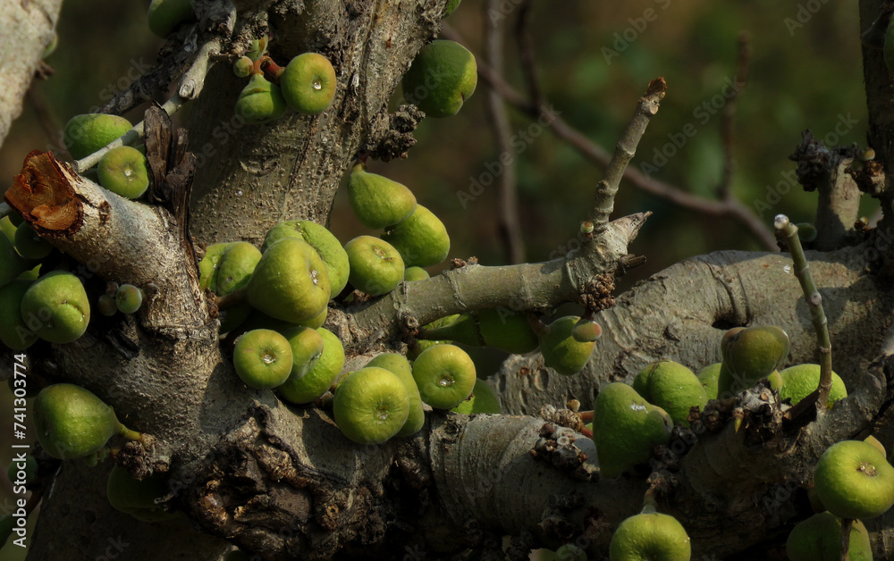 Figs on a fig tree, Cluster fig also known as Ficus racemosa, the ...