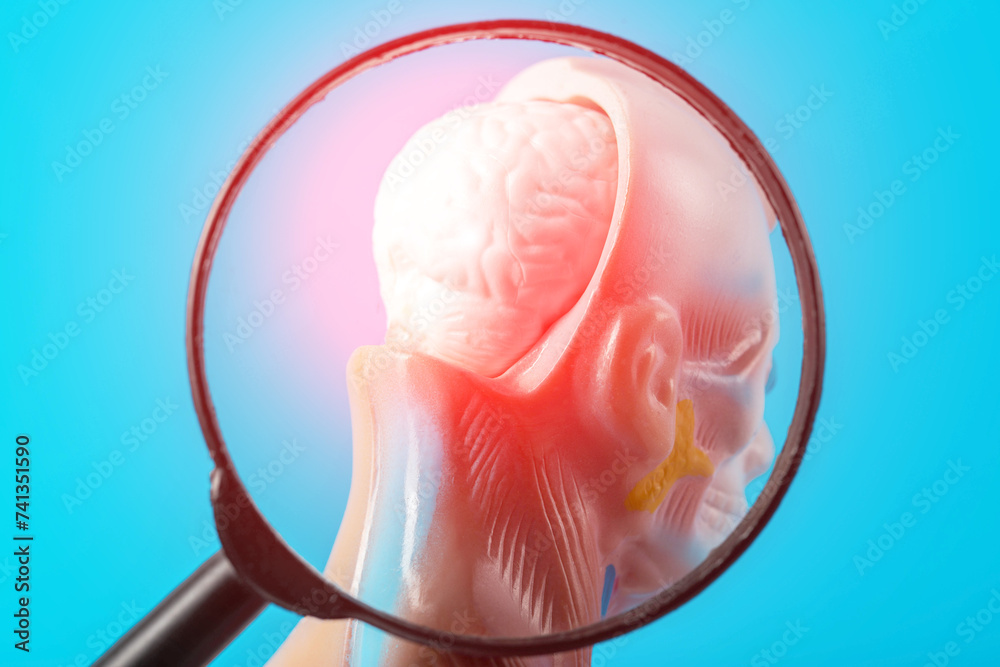 Medical model of a human head with a brain under a magnifying glass ...
