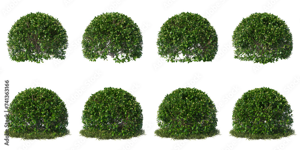 Realistic sunlight green bush transparent background. 3d rendering png ...