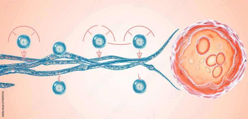 Schematic illustration of the formation of tetrads during early meiosis ...