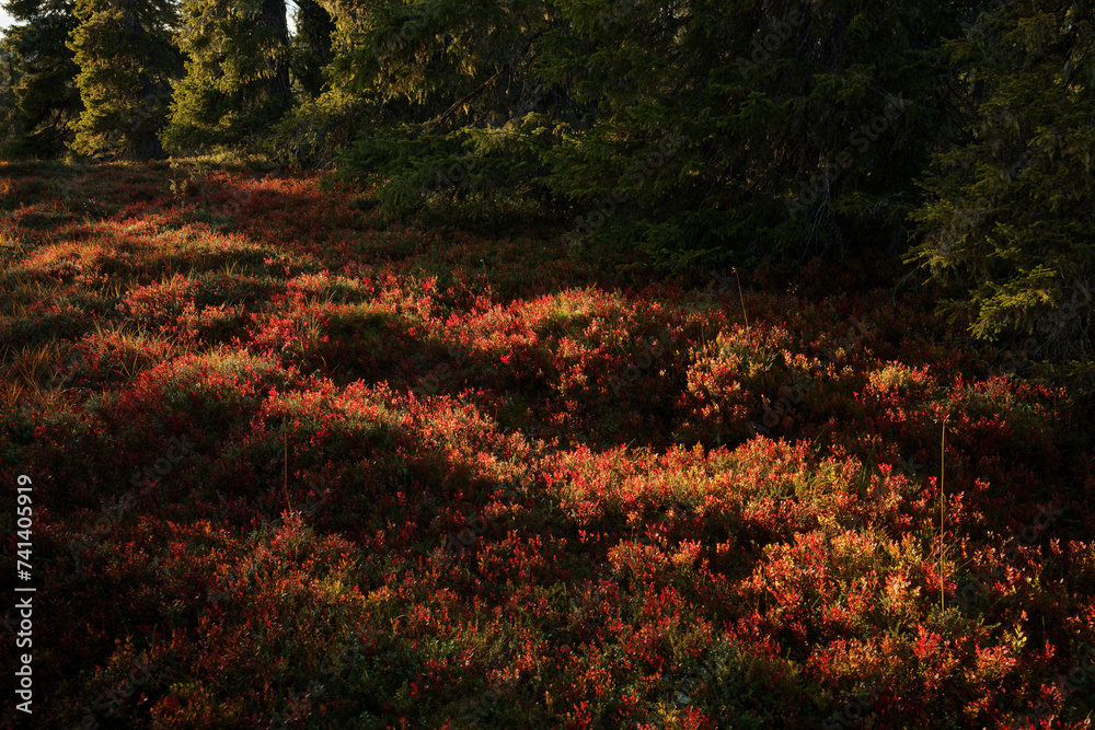 Colorful autumn colors of the blueberry (Vaccinium myrtillus) leaves in ...