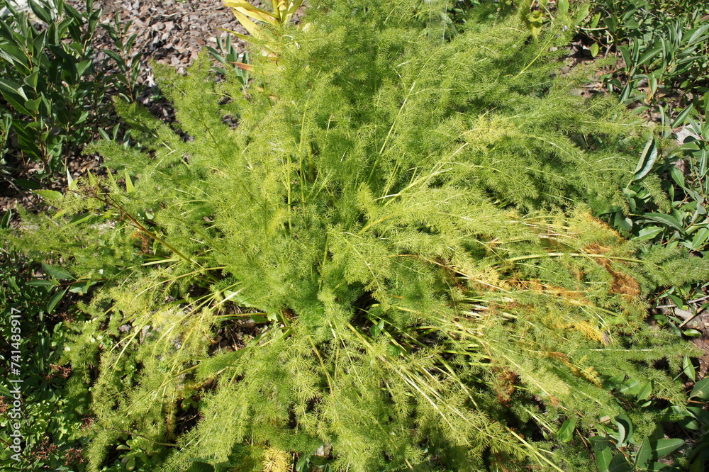Meum athamanticum.perennial herbaceous spicy-aromatic, ornamental ...