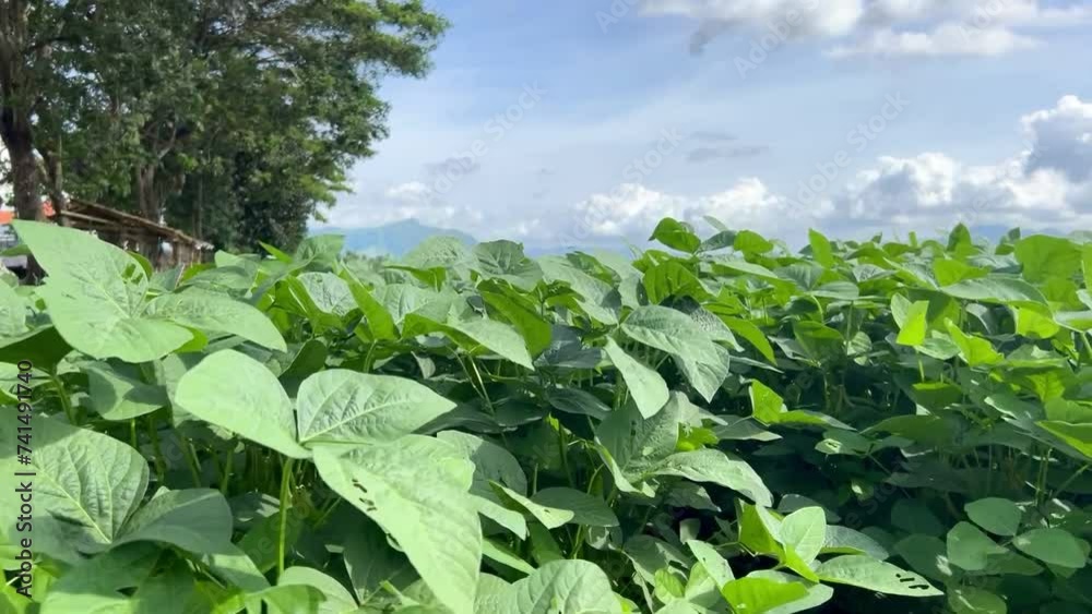 Edamame or green soybean field. agricultural business concept ...