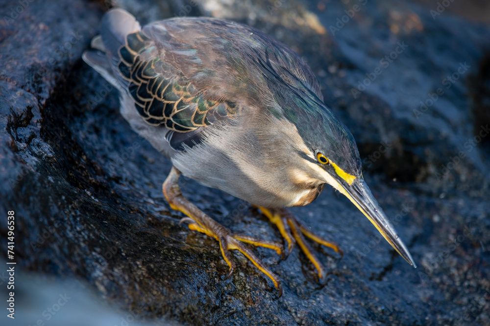 The green-backed heron or striated heron (Butorides striata) also known ...