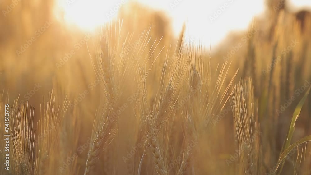 Rice field. Close up yellow rice seed ripe and green leaves on nature ...