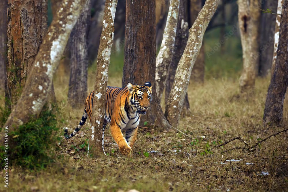 Bengal tiger or Indian tiger (Panthera tigris tigris), the tigress ...