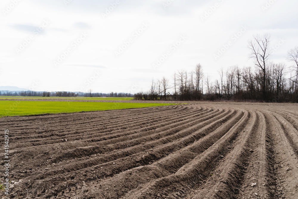 Agricultural field before planting at spring. Rows of soil prepared for ...