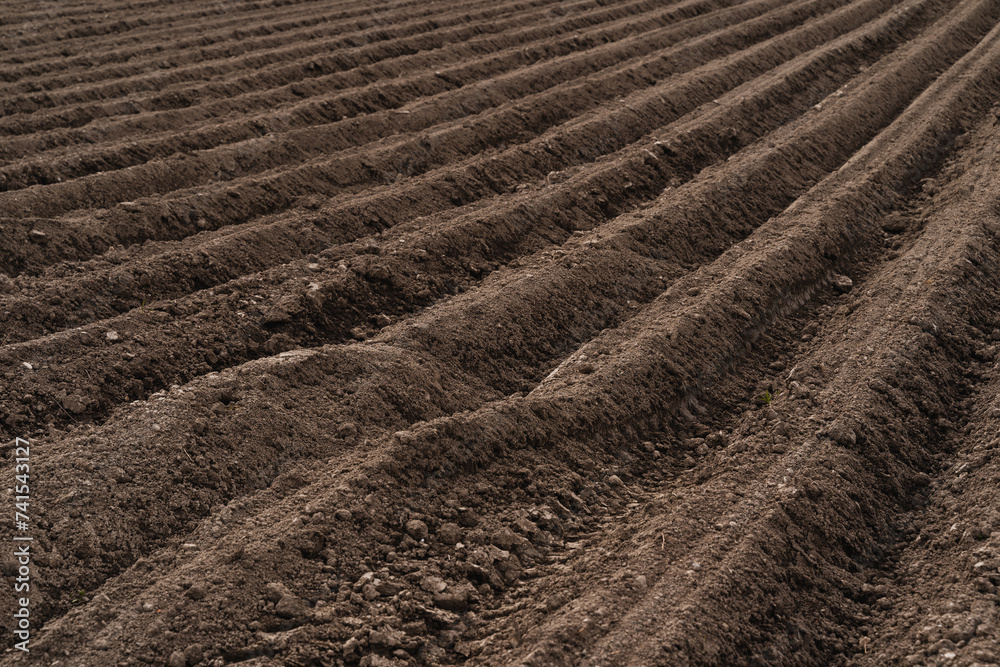 Agricultural field before planting at spring. Rows of soil prepared for ...