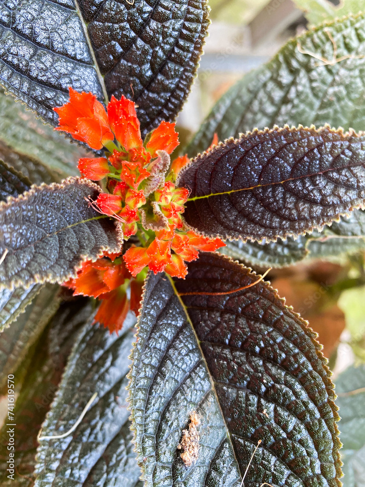 Alloplectus Episcia or Bunga Karniem is a flower that thrives in ...