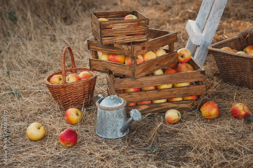 Wooden boxes with a harvest of collected red apples stand on the ground ...