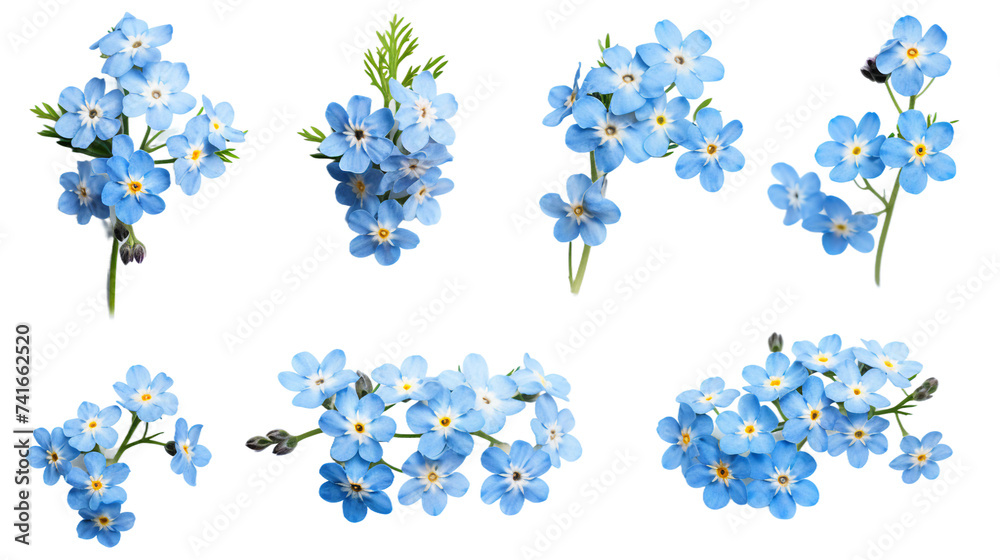 Forget-Me-Not Flowers in Vivid Blue Blooms: Botanical Illustration ...