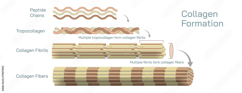 Collagen is a protein that is made up of amino acid abundant in the ...