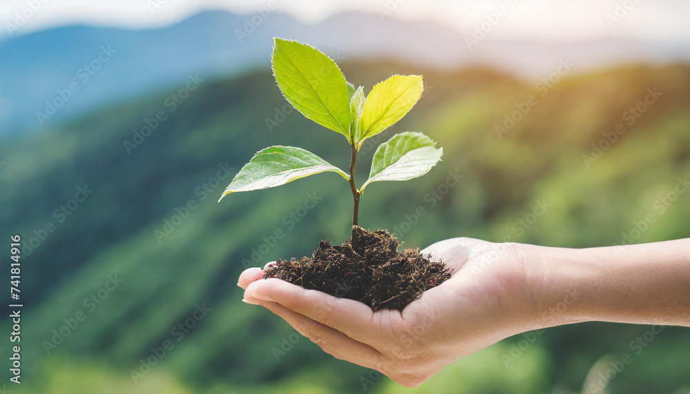 Ecology, eco-friendly growing tree plant on volunteer's hand natural ...