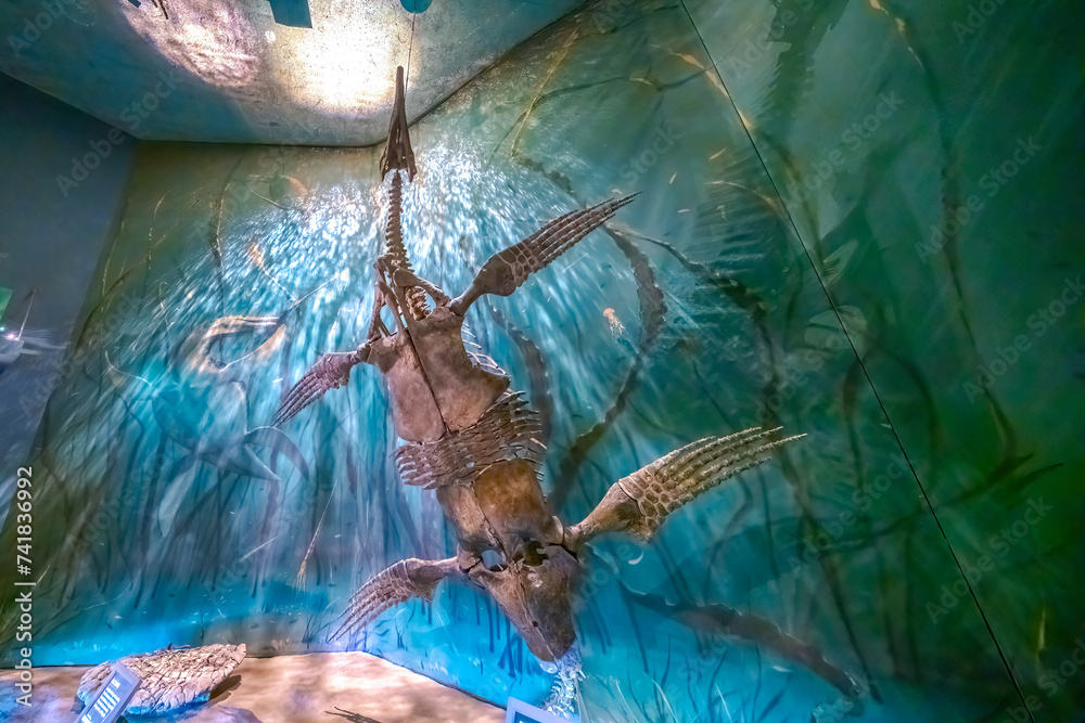 Drumheller, Alberta, Canada. Feb 19, 2024. A Trinacromerum bonneri ...