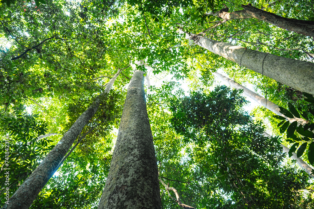 Earth Day eco concept with tropical forest background, natural ...