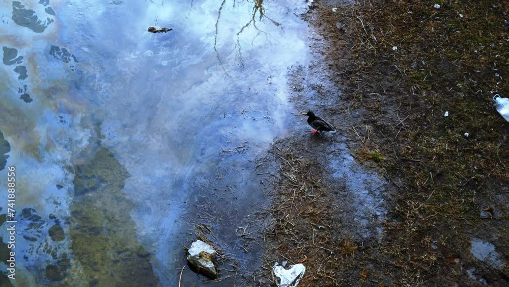 Ecological catastrophy oil spill in river water with stains of oil duck ...