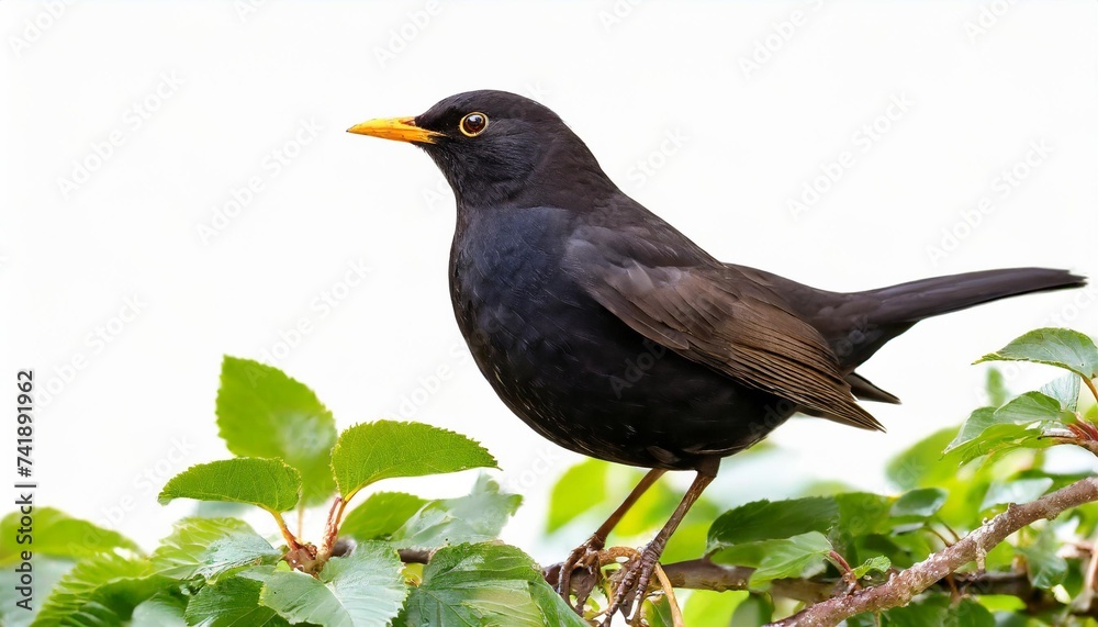 male of eurasian blackbird turdus merula isolated in png with ...