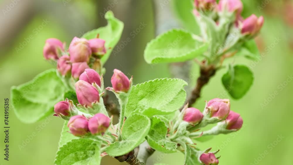 Flowering of apple trees. Apple is edible fruit produced by apple tree ...