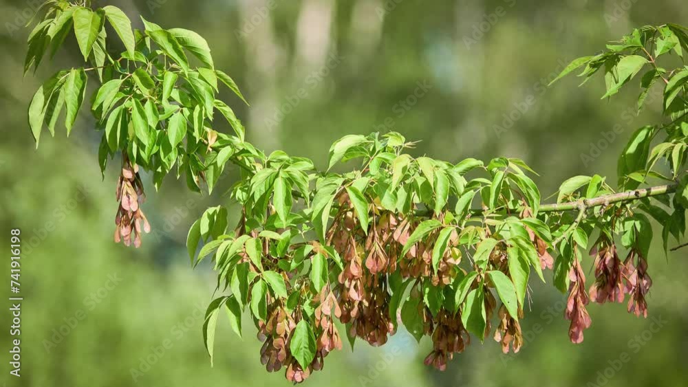 Acer negundo, box elder, boxelder maple, Manitoba maple or ash-leaved ...