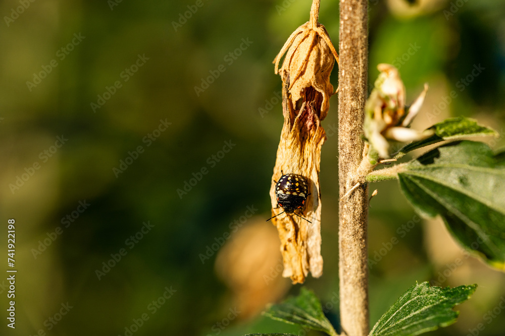 Nezara viridula Green beetle pest of gardens spoiling leaves and fruits ...