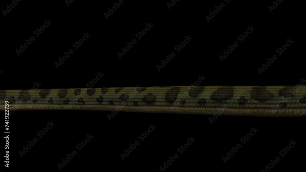 3D close-up anaconda snake crawling with a cycle view alpha channel on ...