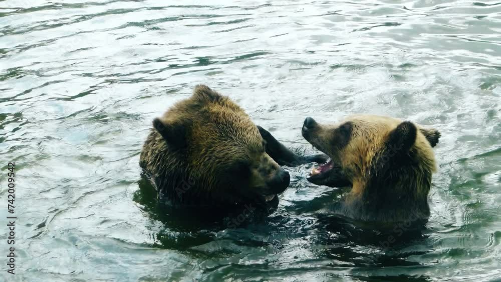 Vidéo Stock Wildlife animals footage. Two brown bears are playing in ...