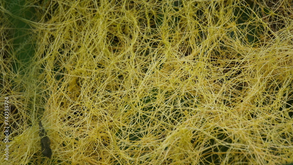 Cuscuta (tali putri, dodder, amarbel). Dodder is parasitic on a very ...