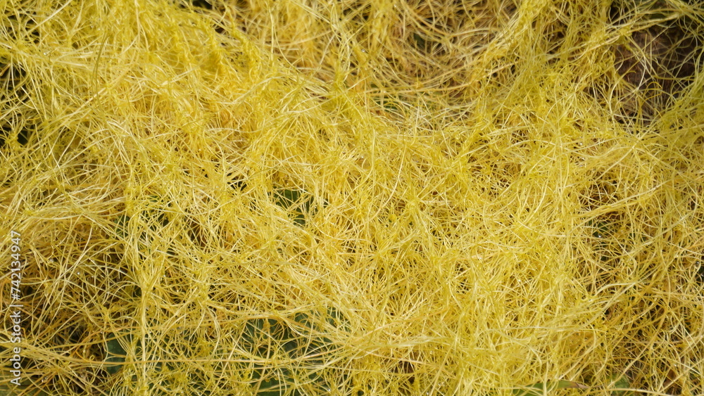 Cuscuta (tali putri, dodder, amarbel). Dodder is parasitic on a very ...