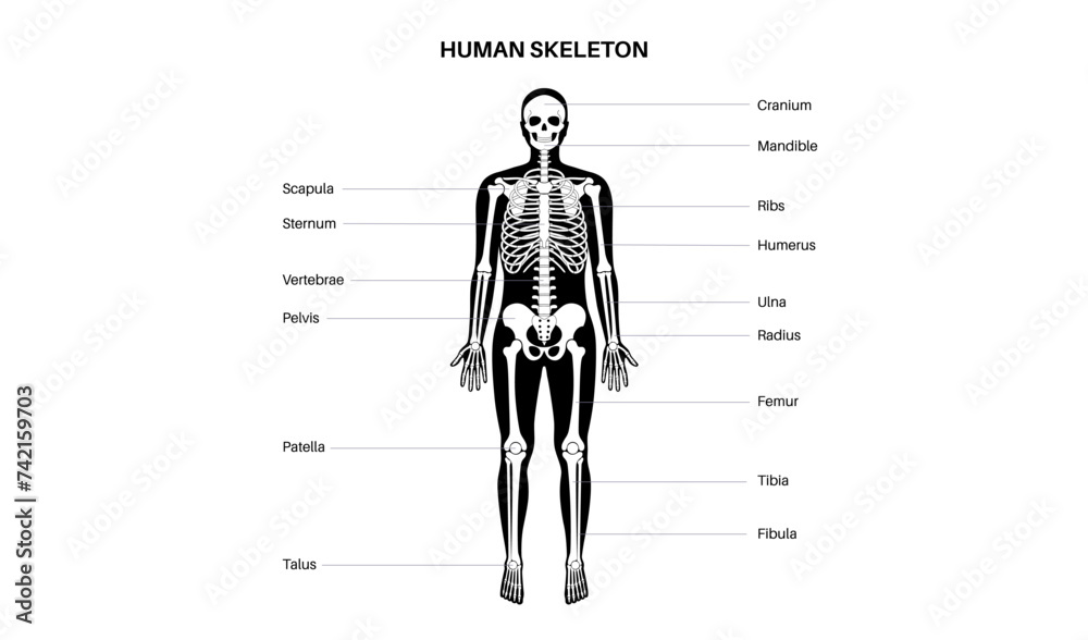 Human skeleton anatomy Stock Vector | Adobe Stock