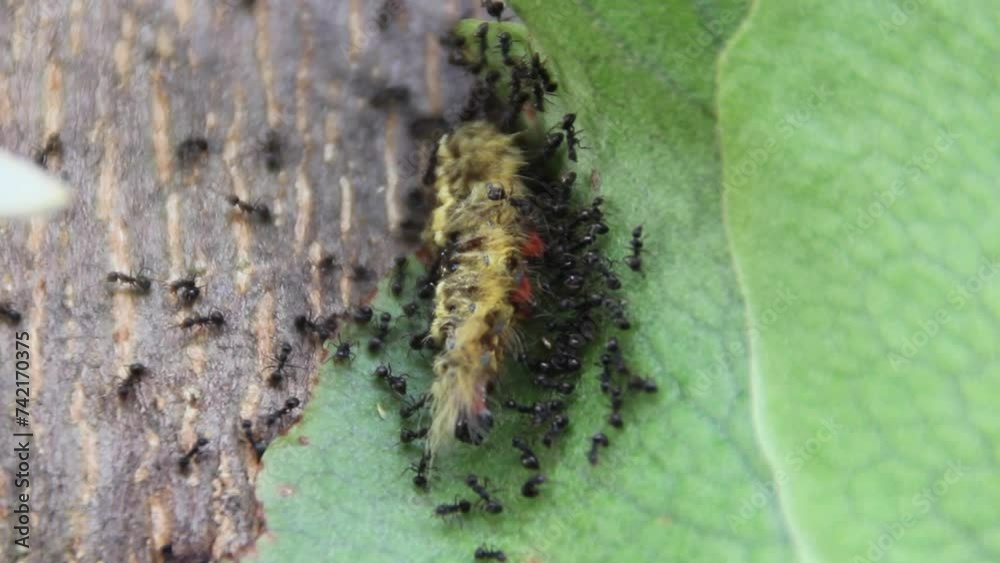 Hordes of black ants eat caterpillar carcasses on platycerium ...