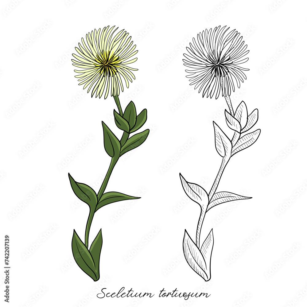 vector drawing kanna, Sceletium tortuosum, hand drawn illustration of ...