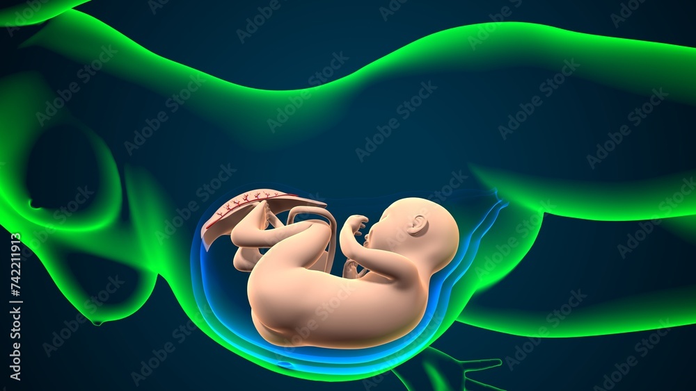 female uterus stomach born baby anatomy system. 3d illustration Stock ...