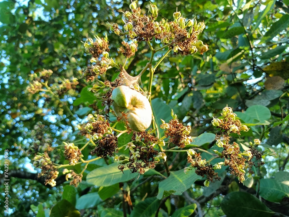 Cashew is the common name of a tropical evergreen tree Anacardium ...