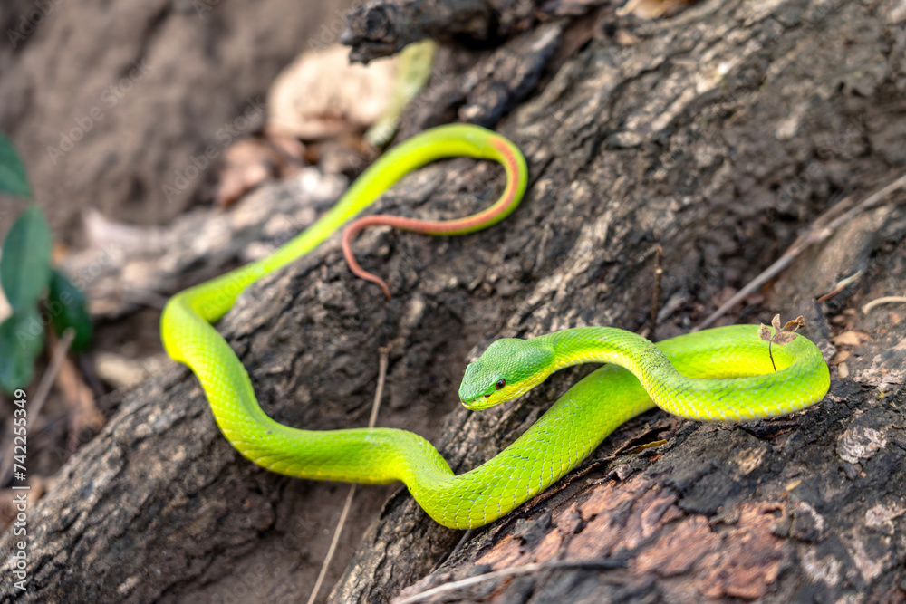 Snake with hemotoxic venom affects the blood system. Guo’s green pit ...