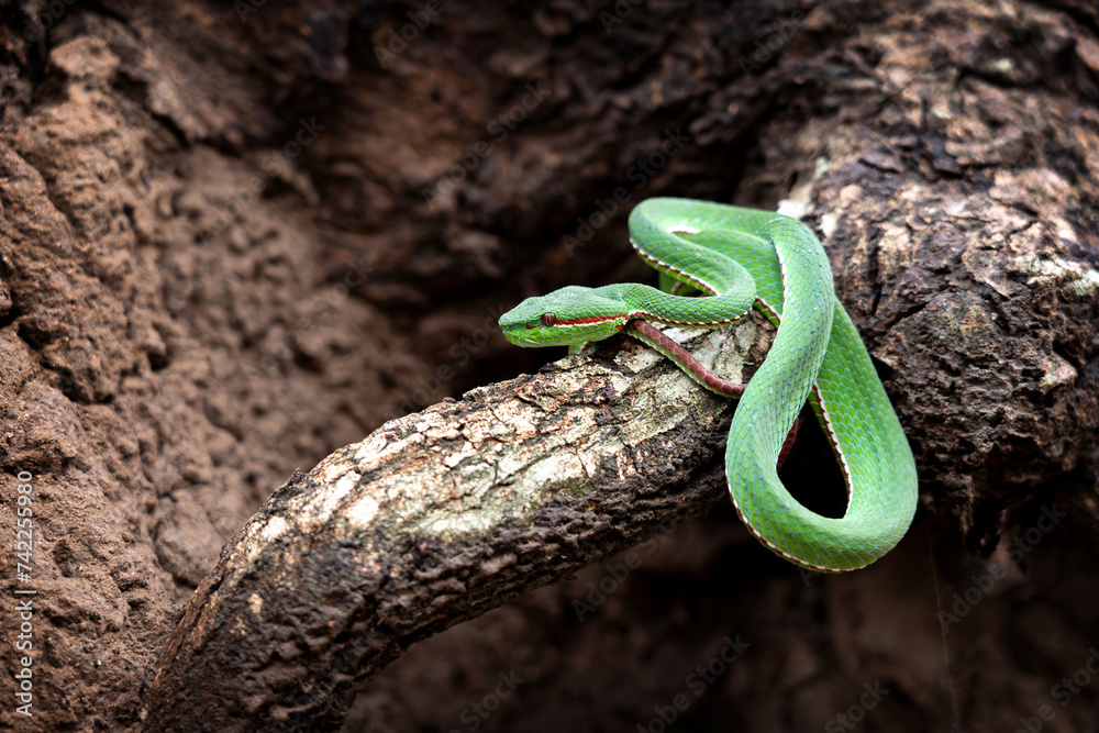 Snake with hemotoxic venom affects the blood system. Lanna green pit ...